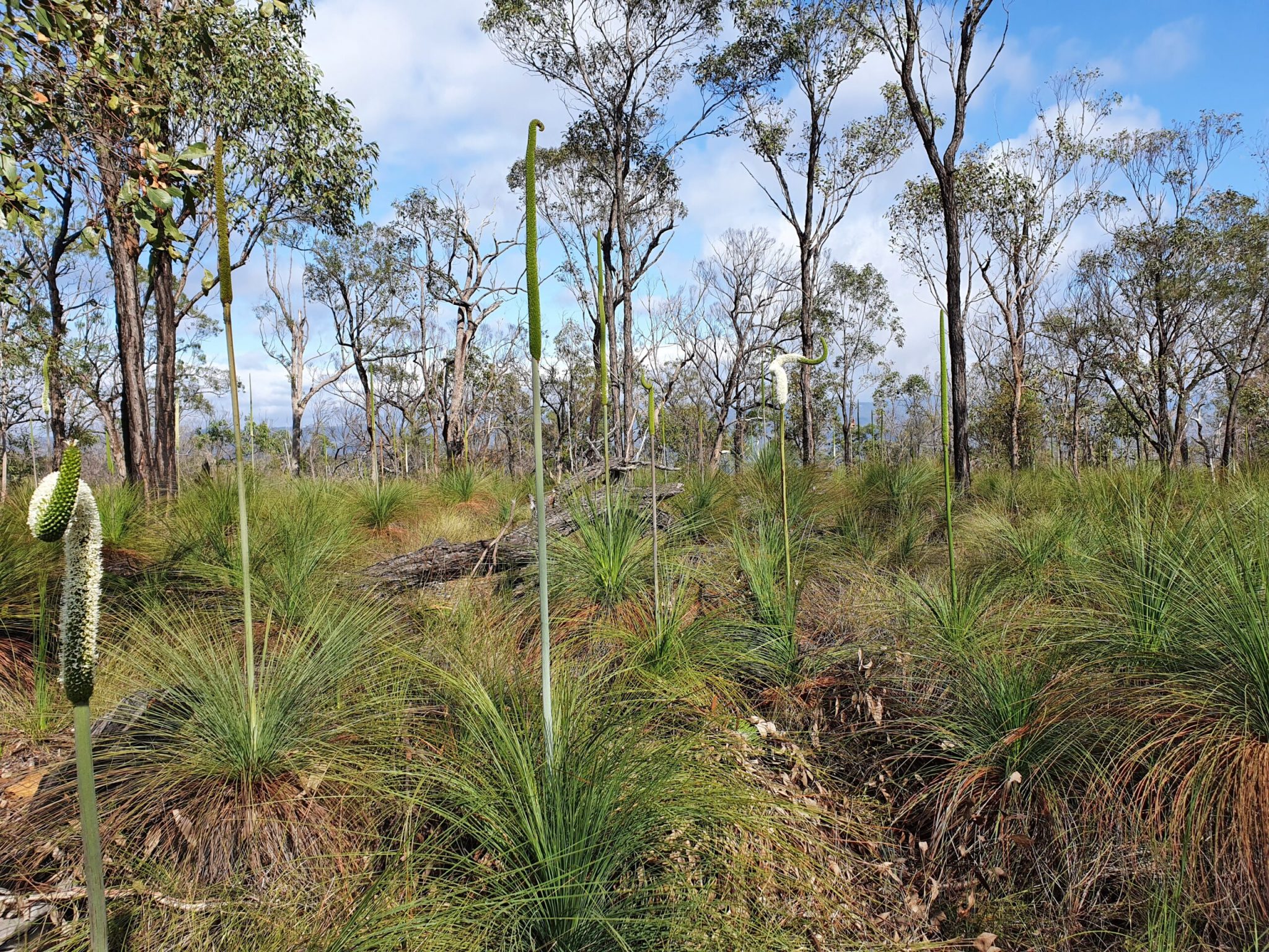 Xanthorrhoea Plants - Meyrik Farm